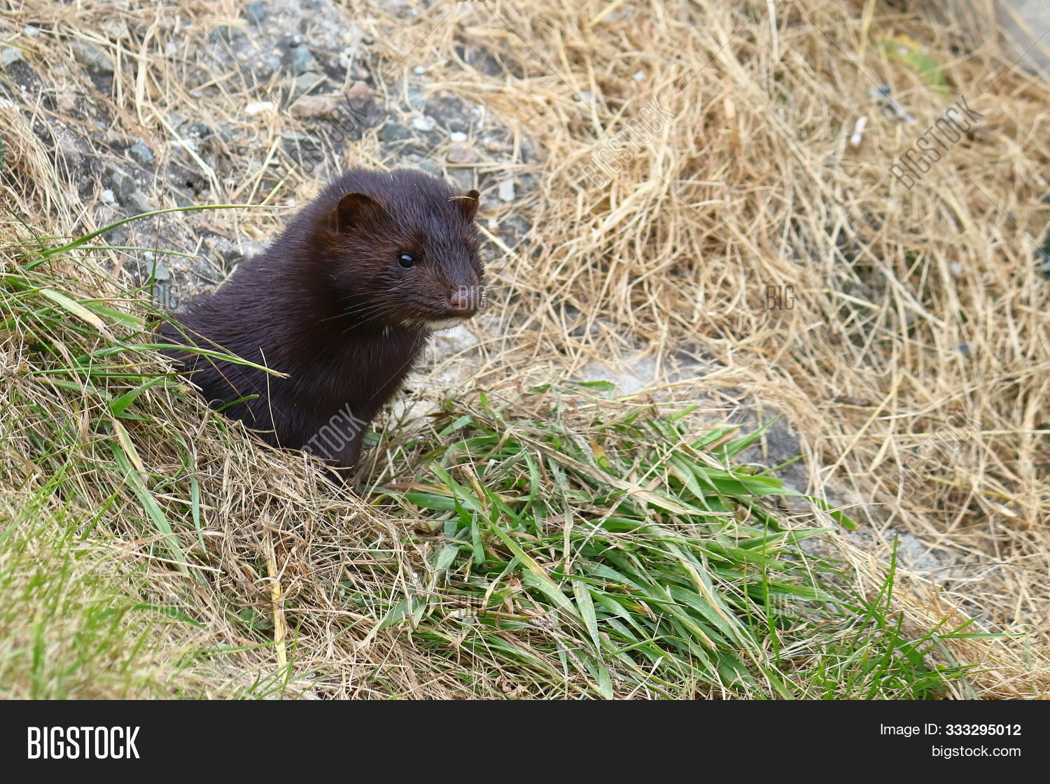 Wild Mink Looking Image & Photo (Free Trial) | Bigstock