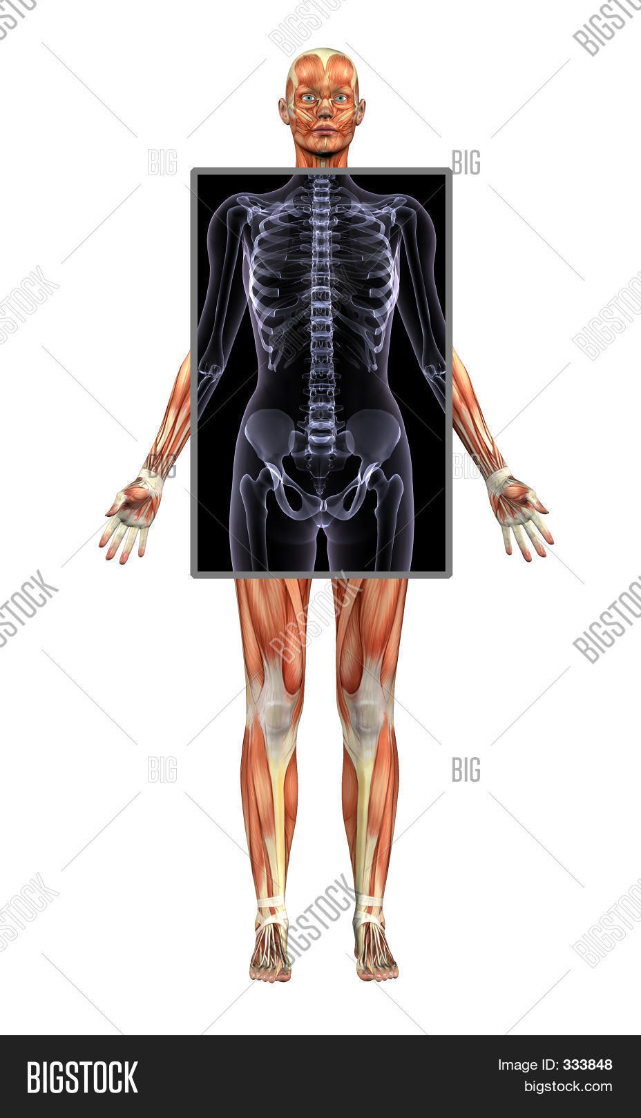 Female Muscle System X Image & Photo (Free Trial) | Bigstock