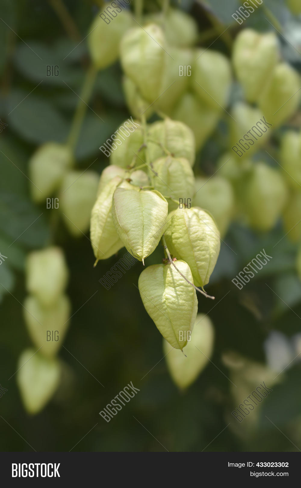 Golden Rain Tree Image & Photo (Free Trial) | Bigstock