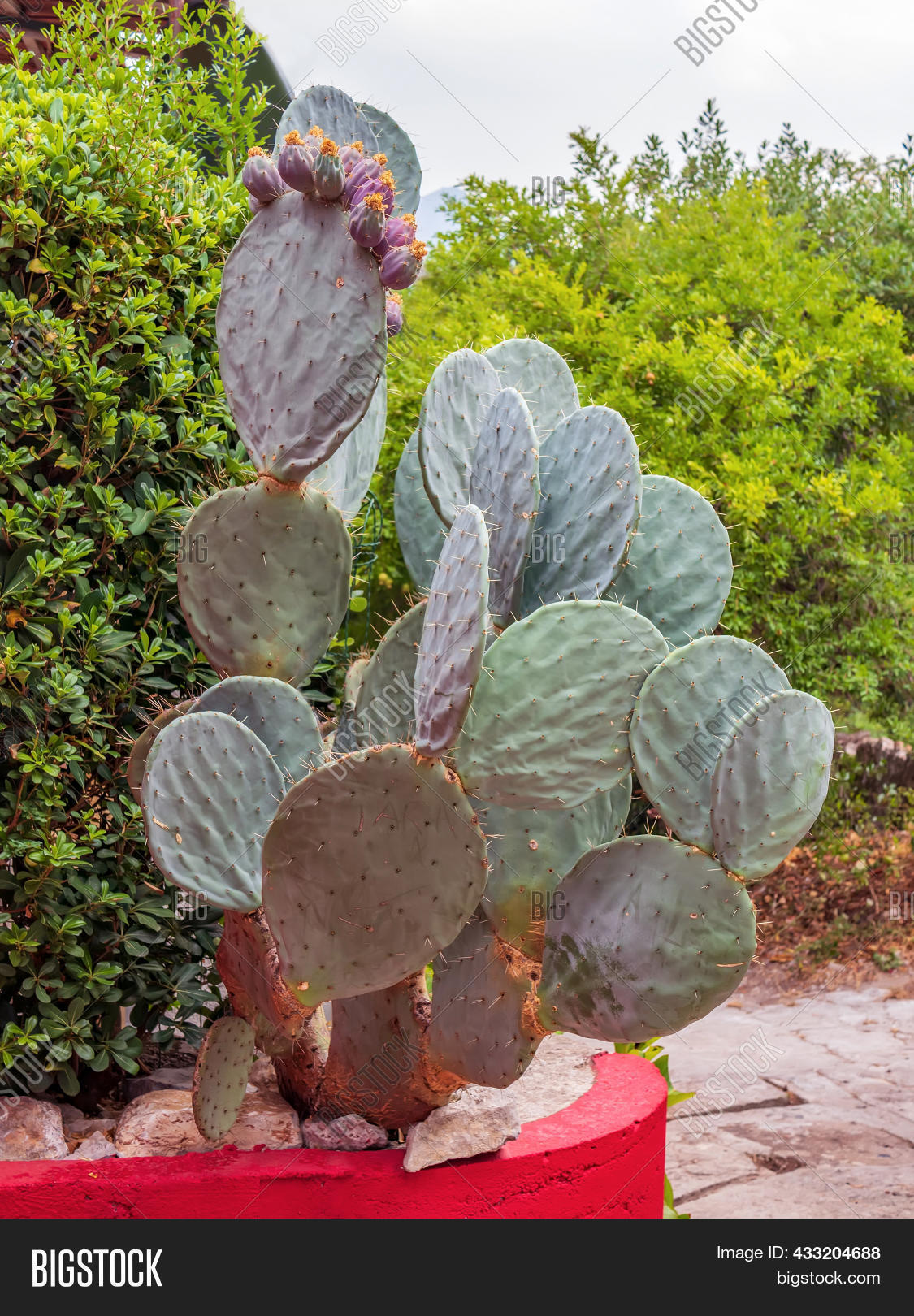 Giant Opuntia Growing Image & Photo (Free Trial) | Bigstock
