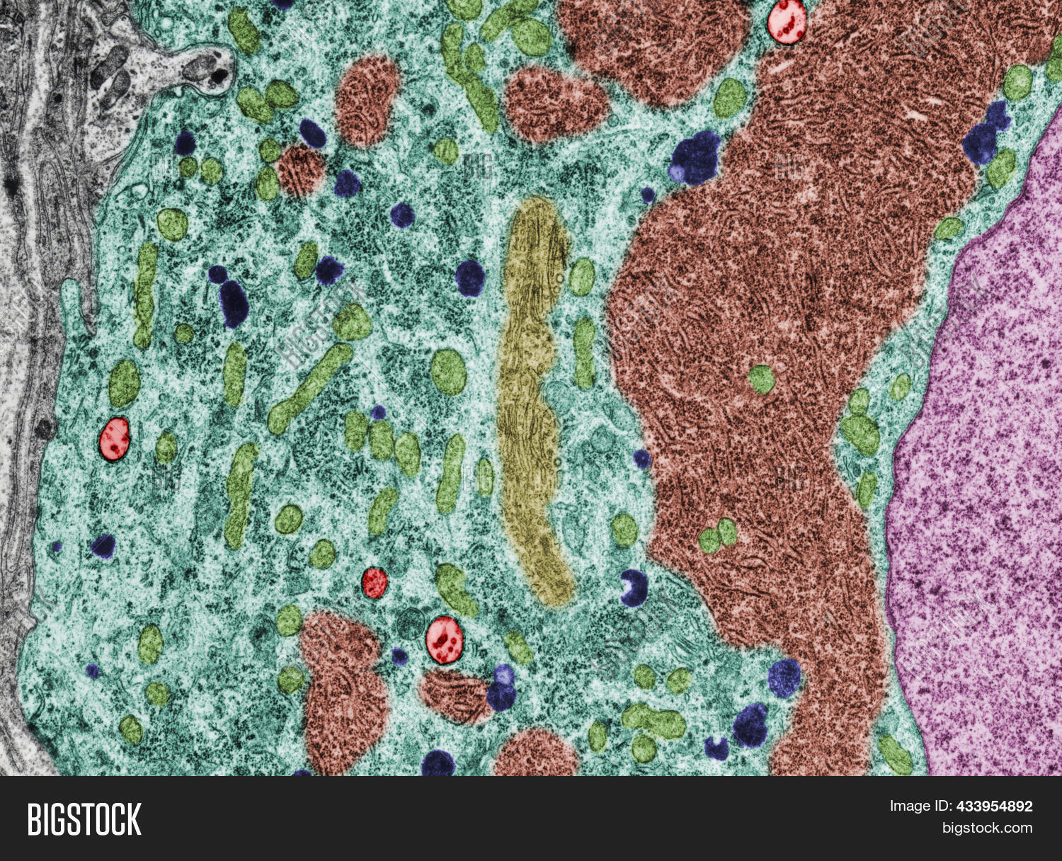 Mitochondria Electron Microscope Color