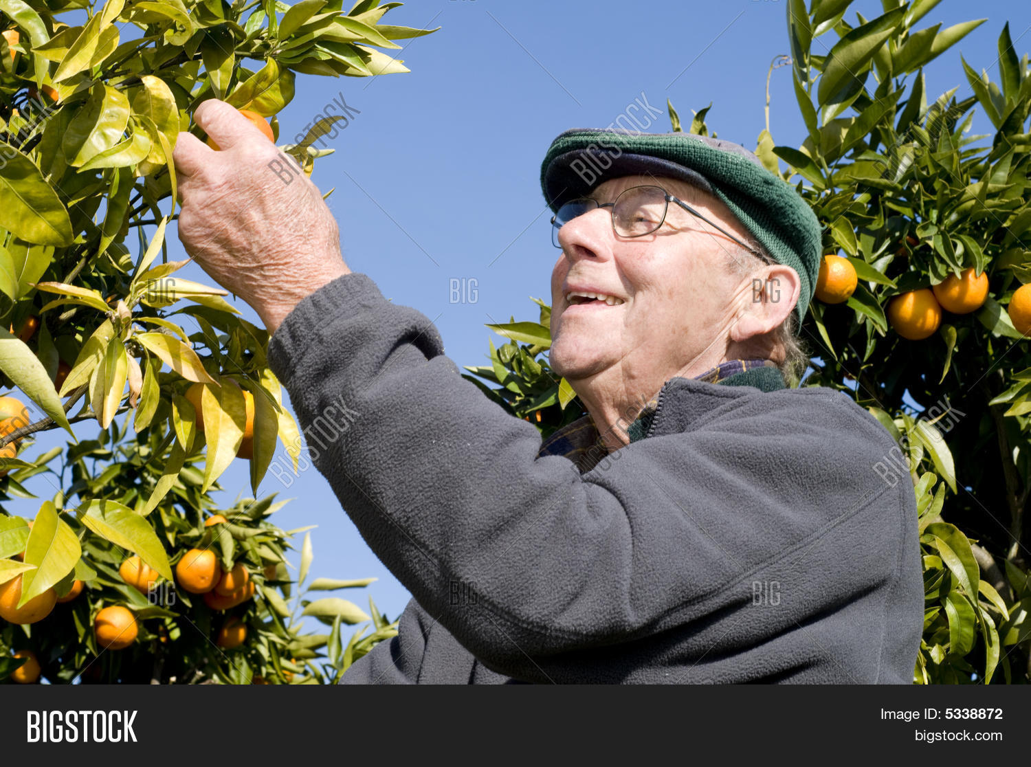 Old Man Picking Fruit Image & Photo (Free Trial) | Bigstock