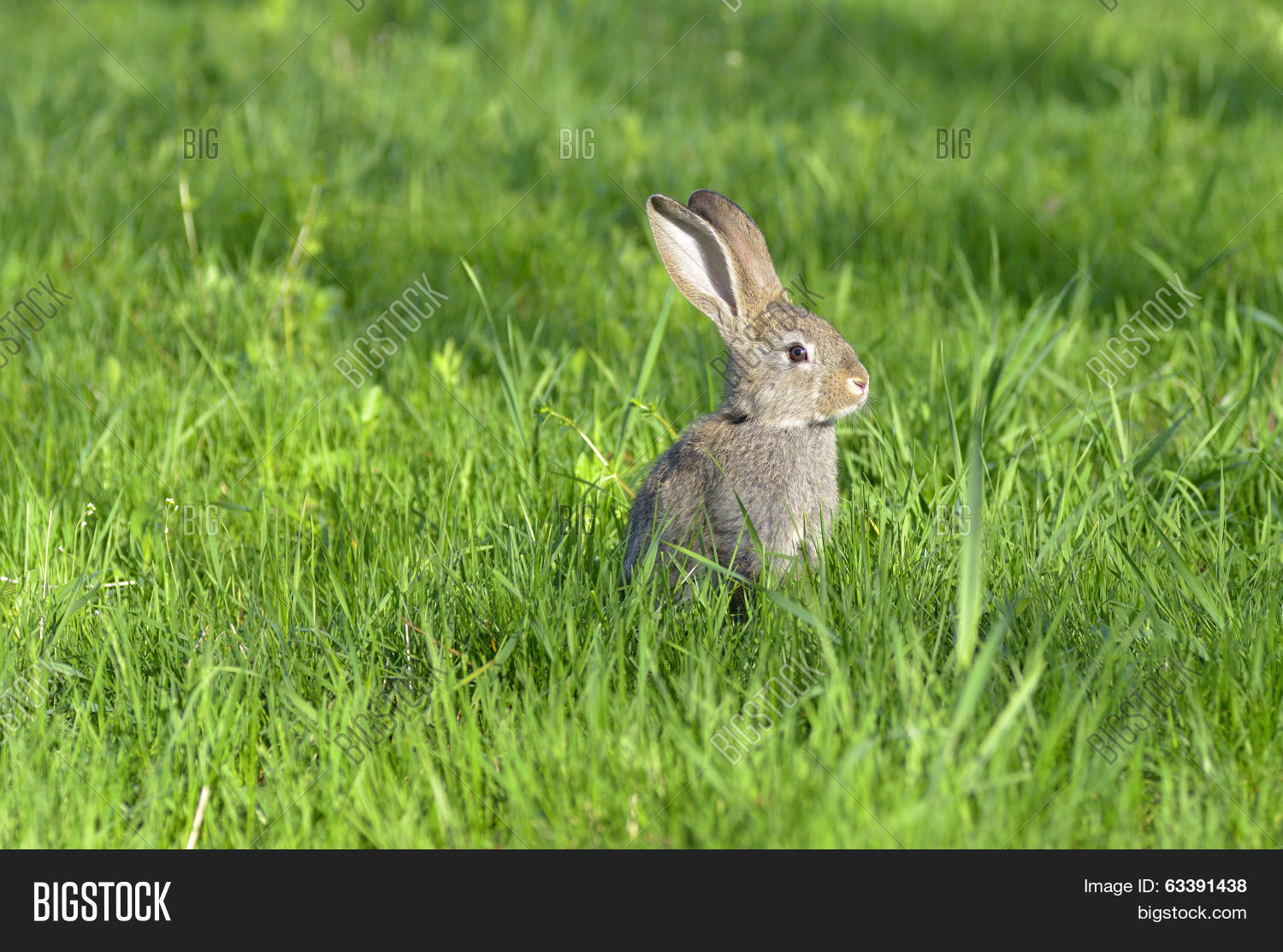 Young Rabbit Sit Field Image & Photo (Free Trial) | Bigstock
