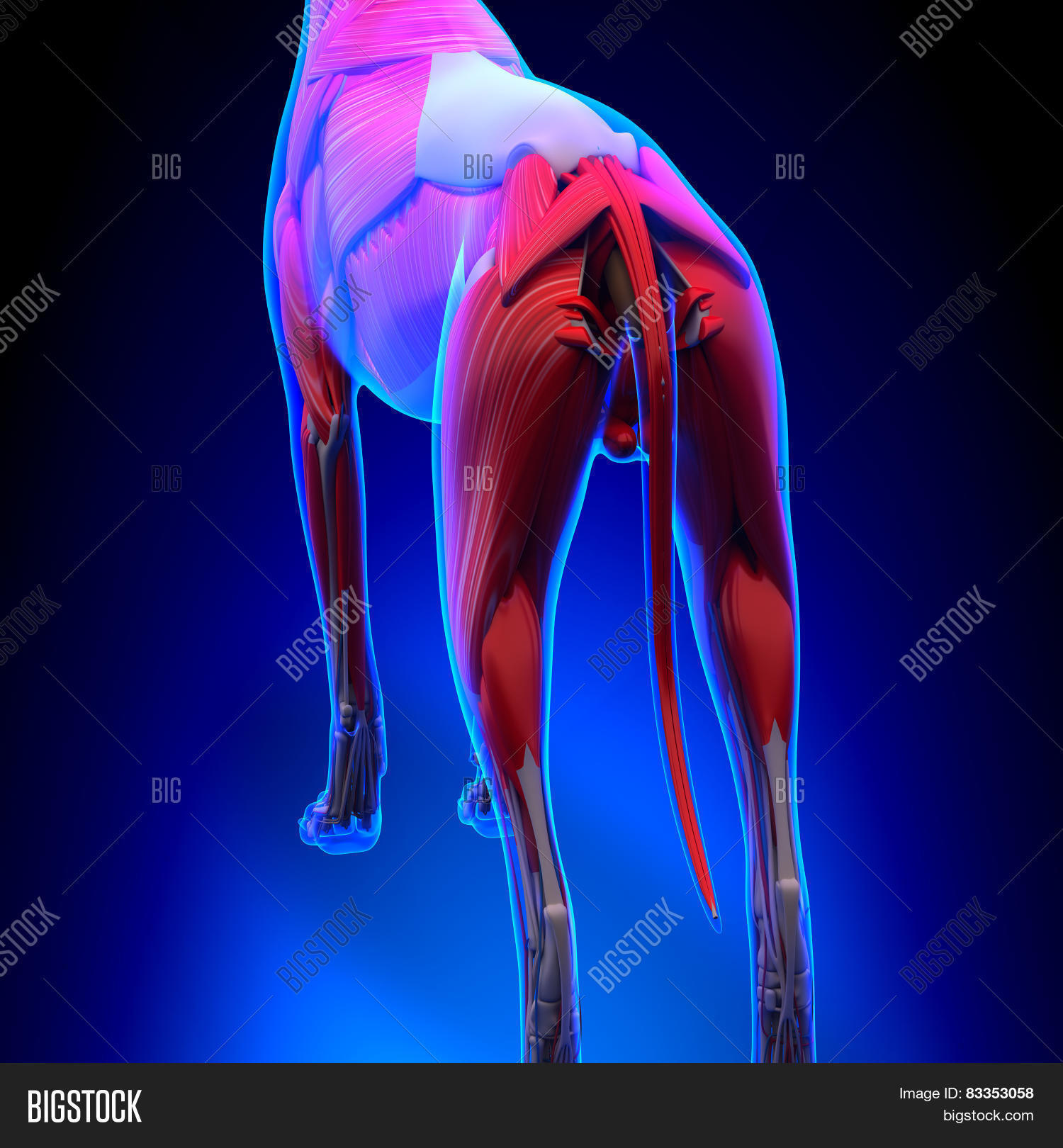Dog Muscles Anatomy - Image & Photo (Free Trial) | Bigstock