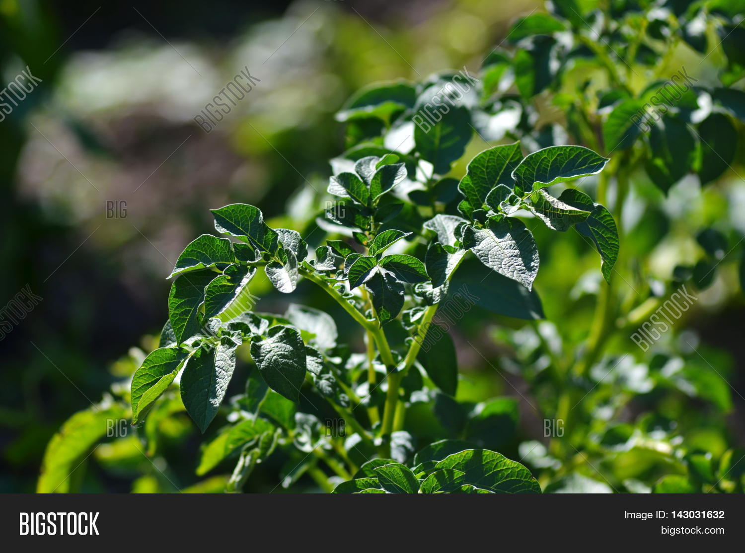 Young Potato Plant Image & Photo (Free Trial) | Bigstock