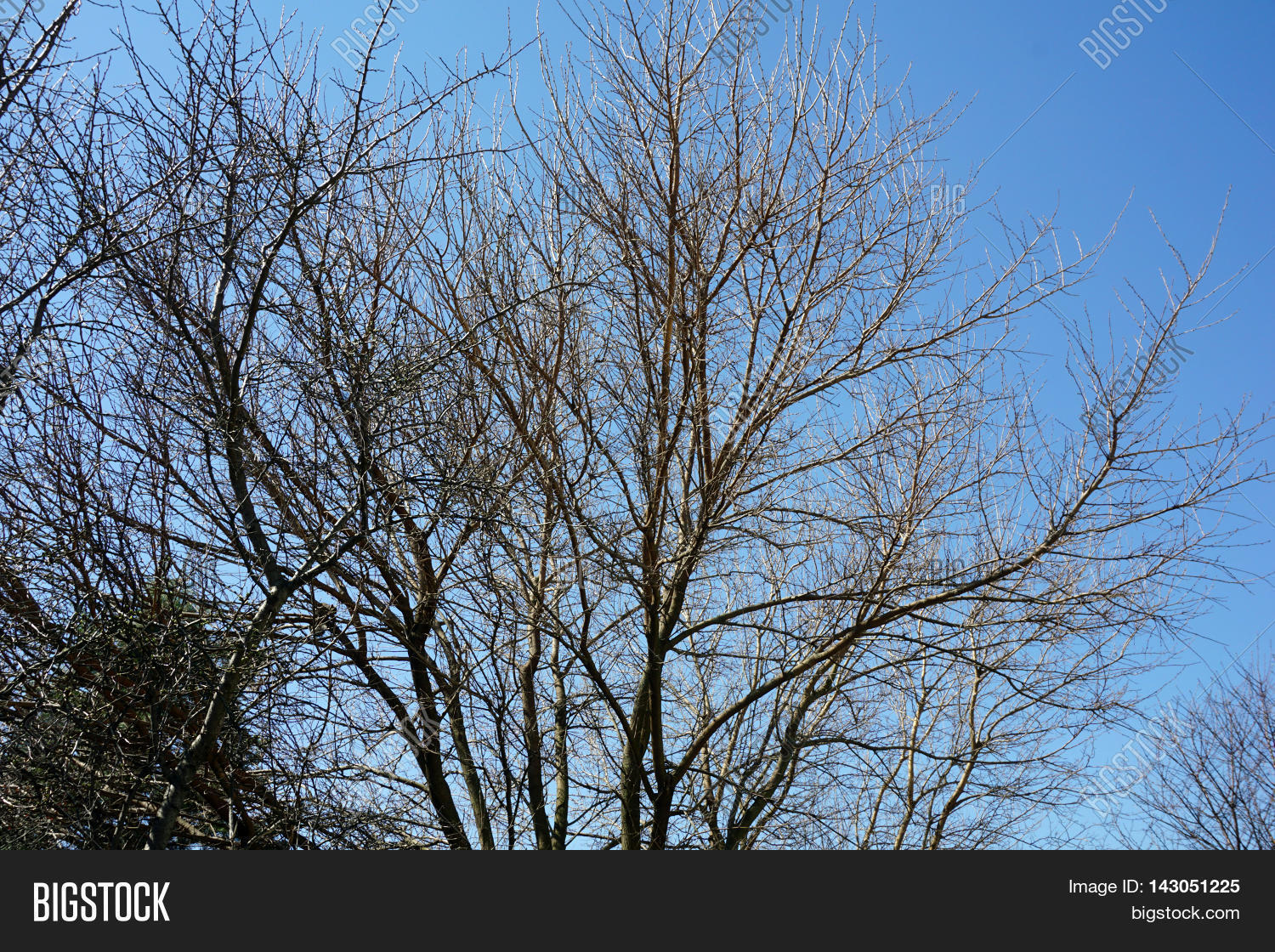 Branches Dormant Image & Photo (Free Trial) | Bigstock