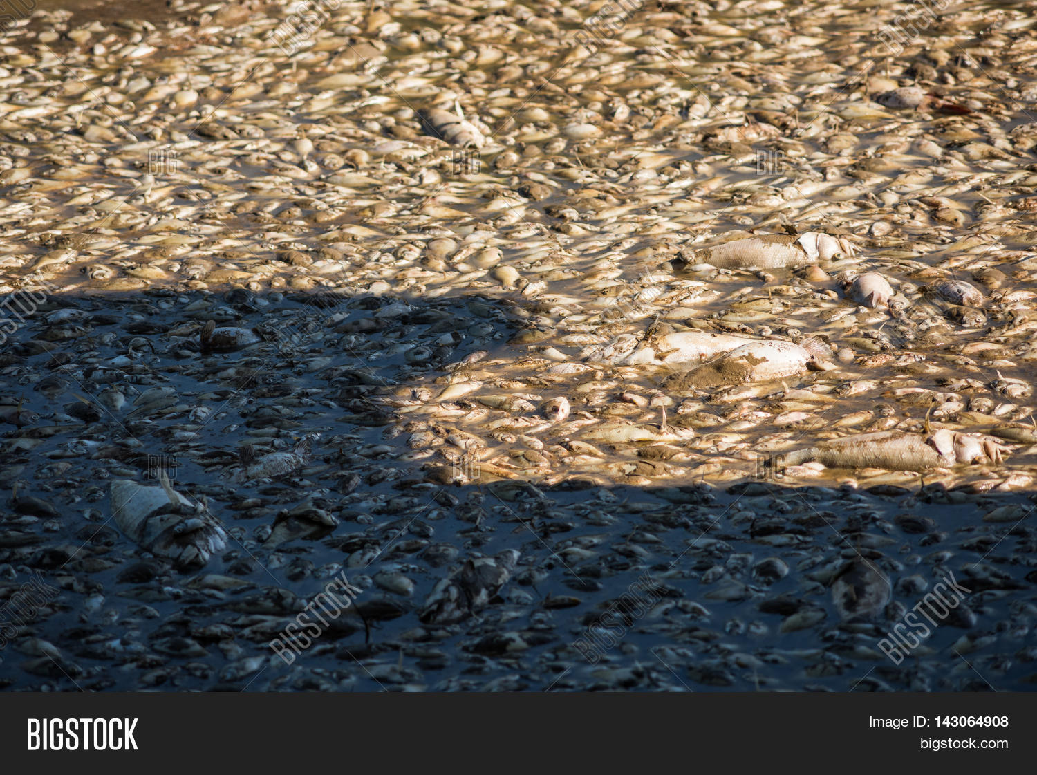 Dead Carp Fish After Image & Photo (Free Trial) | Bigstock