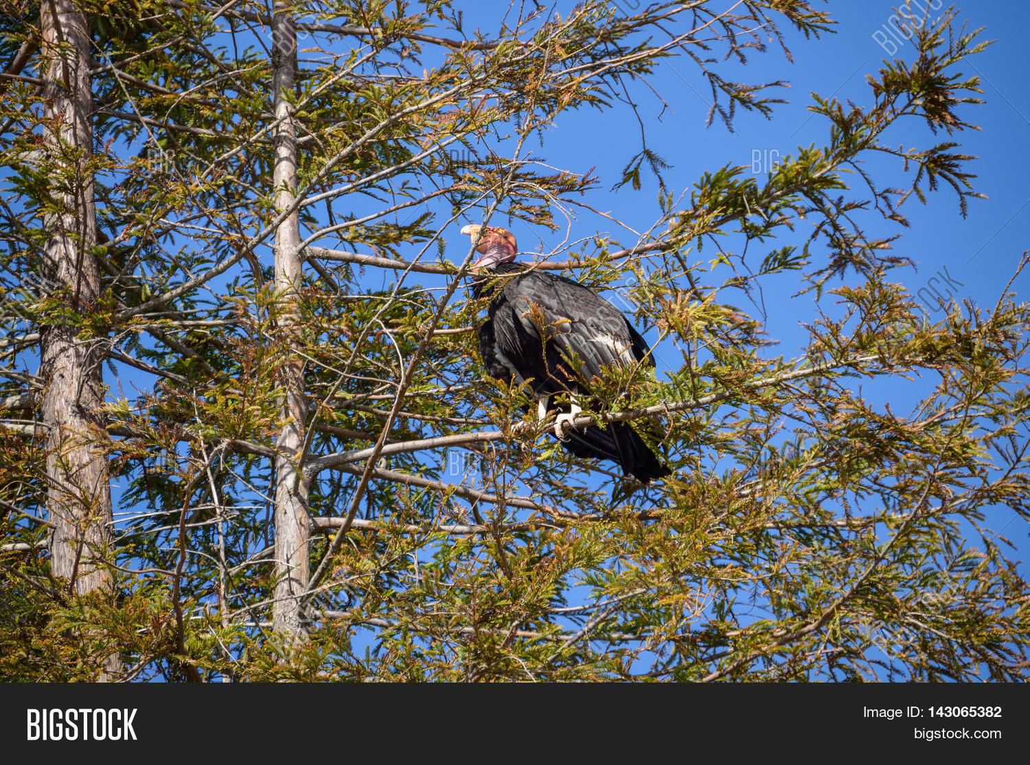 Endangered American Image & Photo (Free Trial) | Bigstock