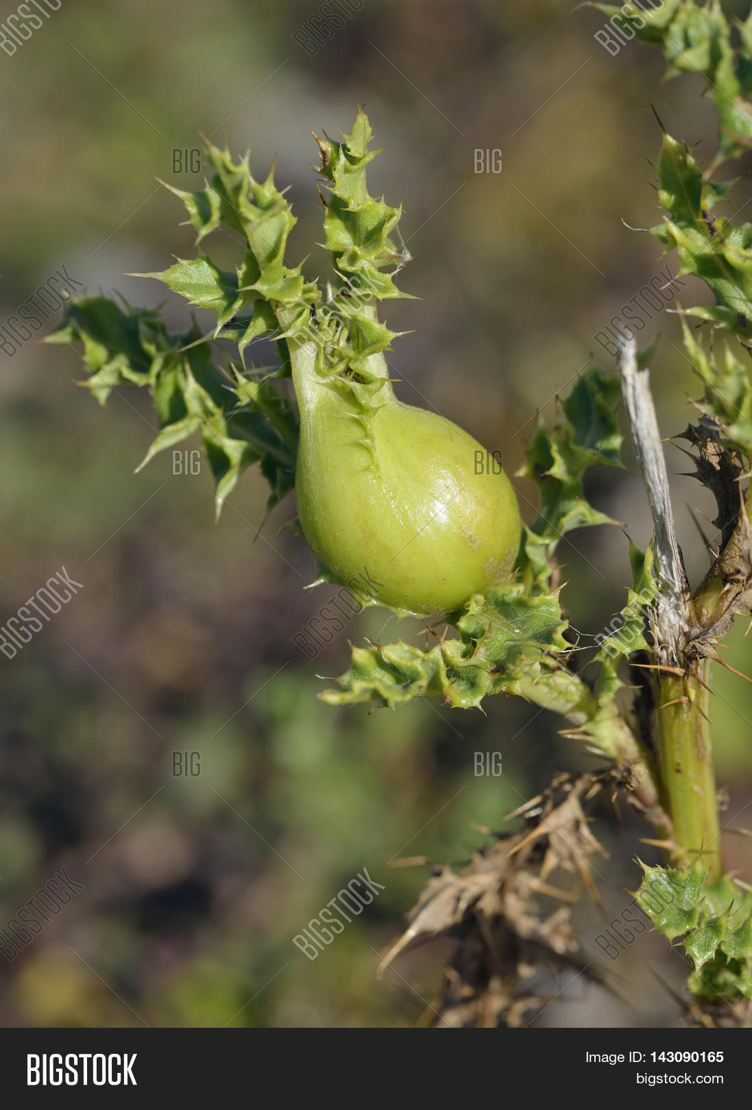 Thistle Gall On Image & Photo (Free Trial) | Bigstock