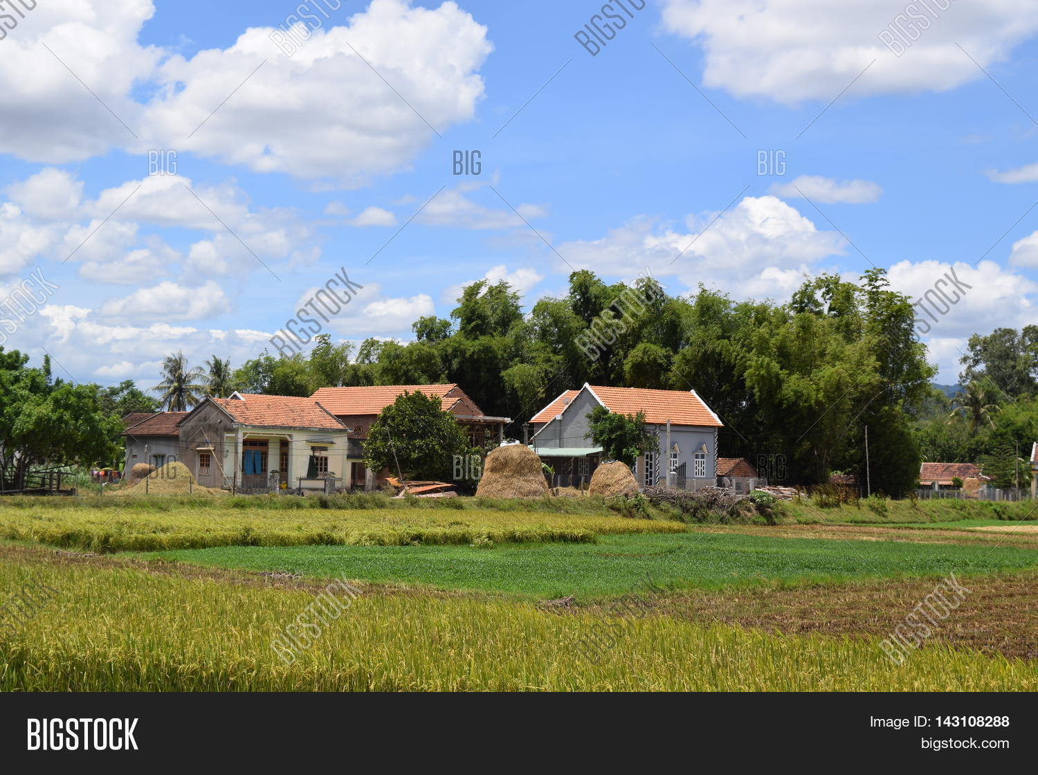 Paddy Field Image & Photo (Free Trial) | Bigstock