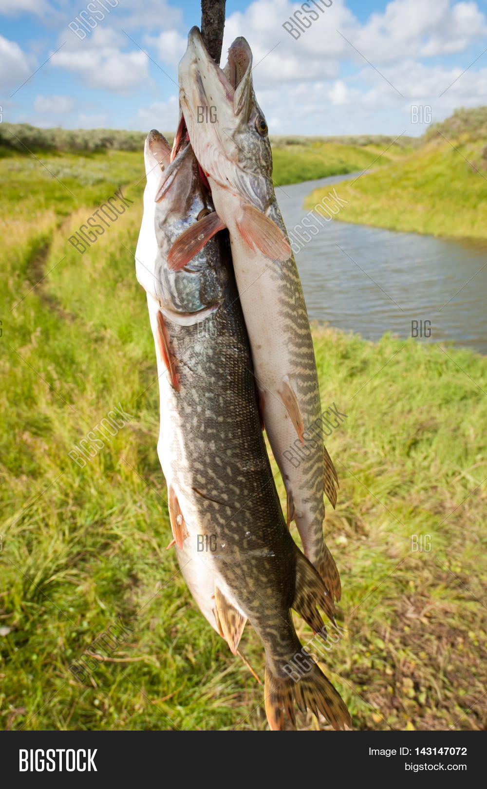 Pike Caught Small Image & Photo (Free Trial) | Bigstock