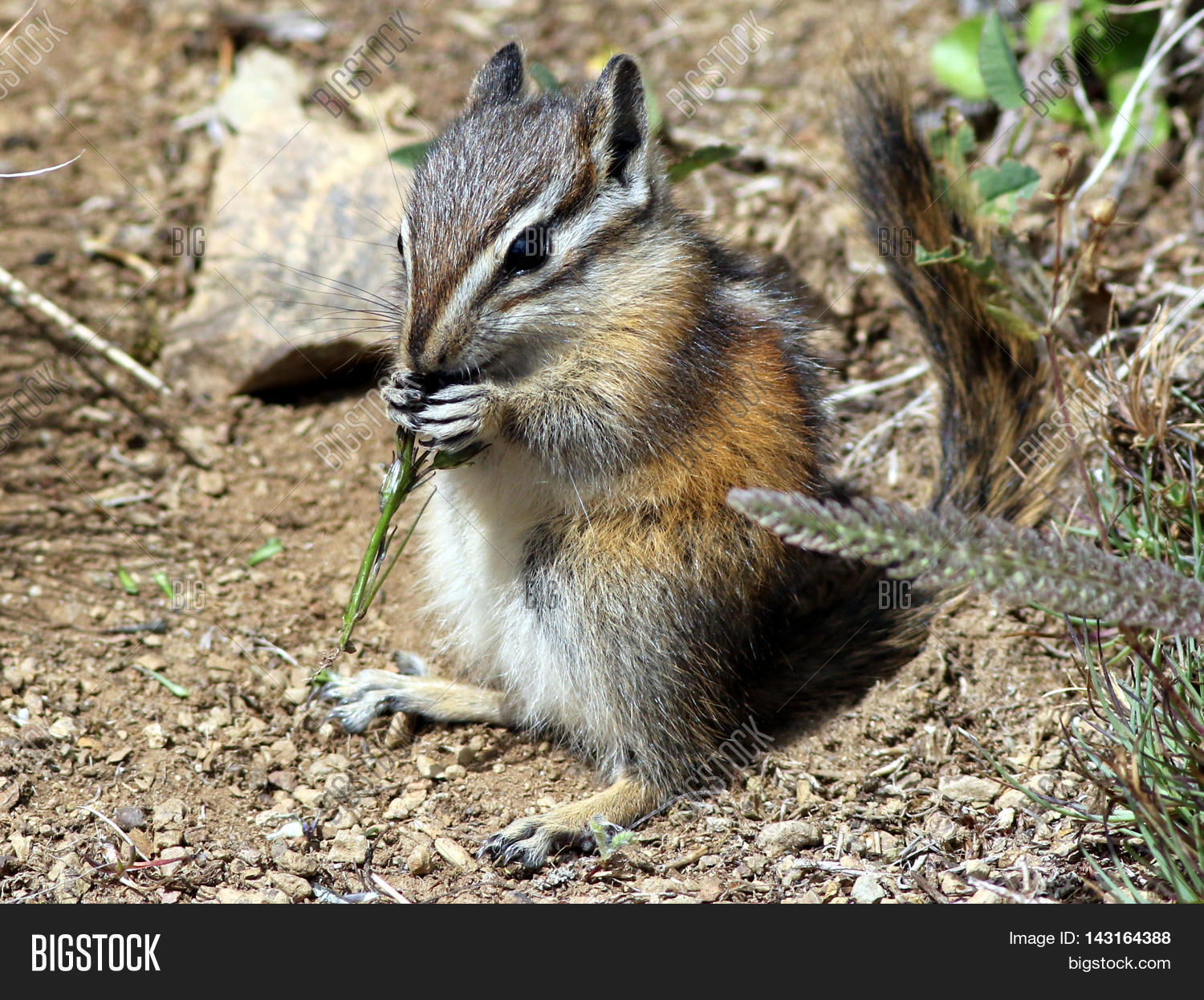 Olympic Chipmunk ( Image & Photo (Free Trial) | Bigstock