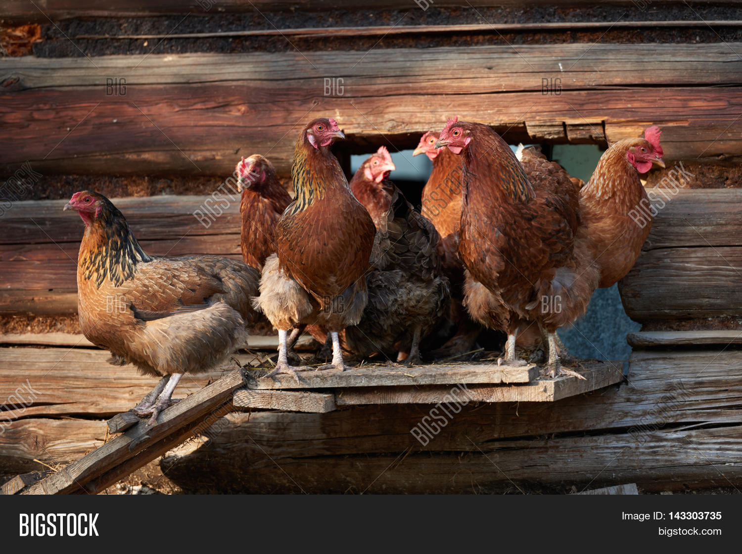 Rooster Chickens On Image & Photo (Free Trial) | Bigstock