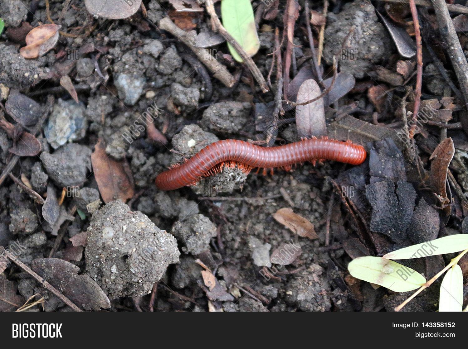 Red Millipede Symbol Image & Photo (Free Trial) | Bigstock