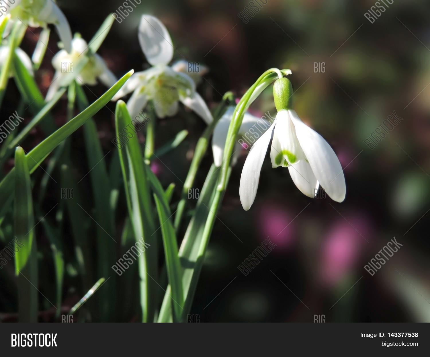 Snowdrops Sun. Image & Photo (Free Trial) | Bigstock