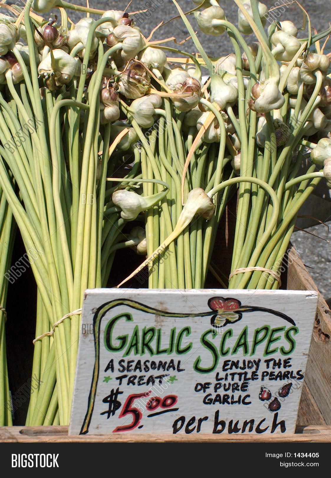 Garlic Scapes Image & Photo (Free Trial) | Bigstock
