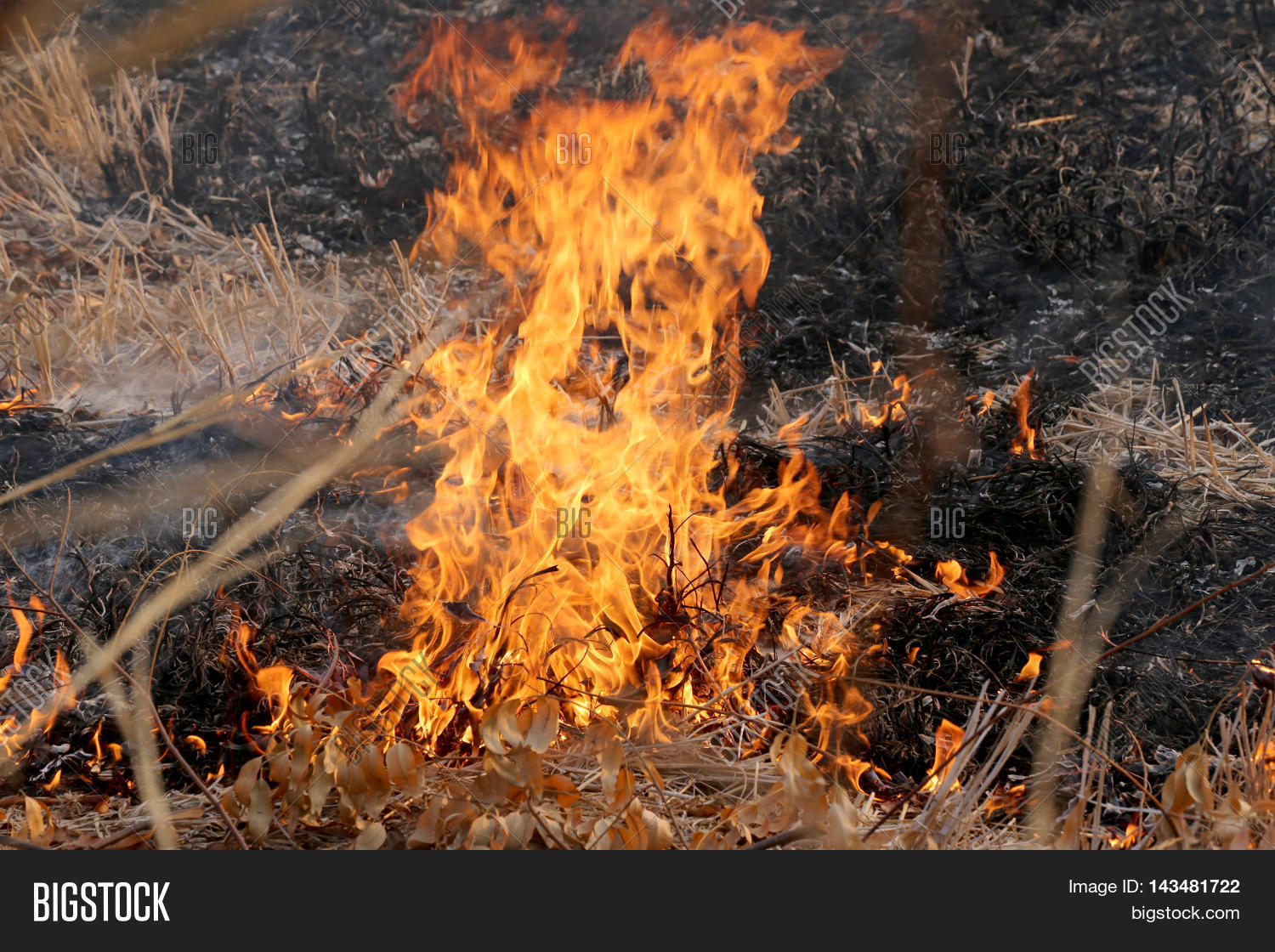Summer Wildfires Image & Photo (Free Trial) | Bigstock