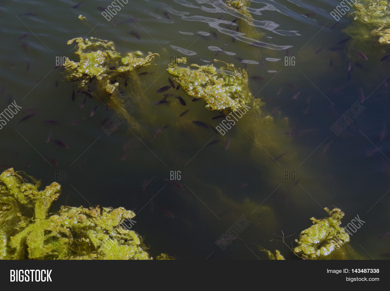 School Bluegill Fish ( Image & Photo (Free Trial) | Bigstock