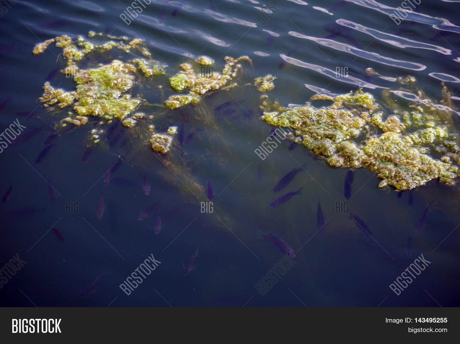 School Bluegill Fish ( Image & Photo (Free Trial) | Bigstock