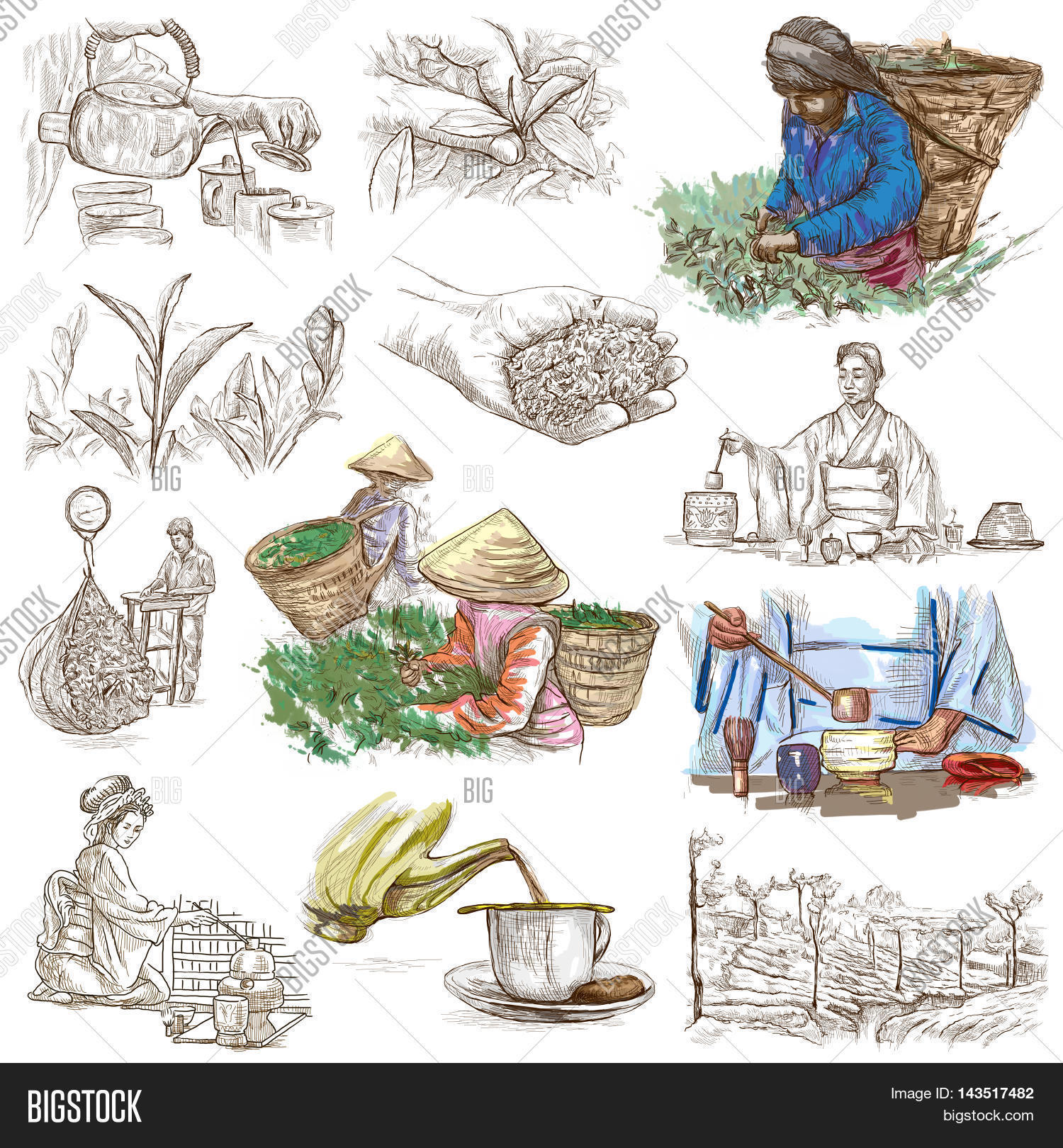 TEA. Agriculture. Life Image & Photo (Free Trial) | Bigstock