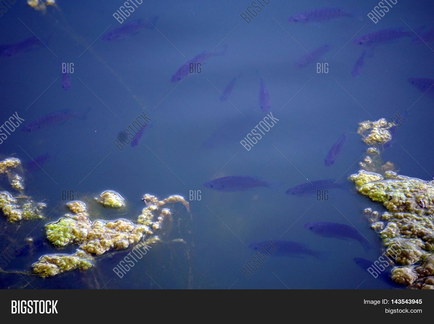 School Bluegill Fish ( Image & Photo (Free Trial) | Bigstock