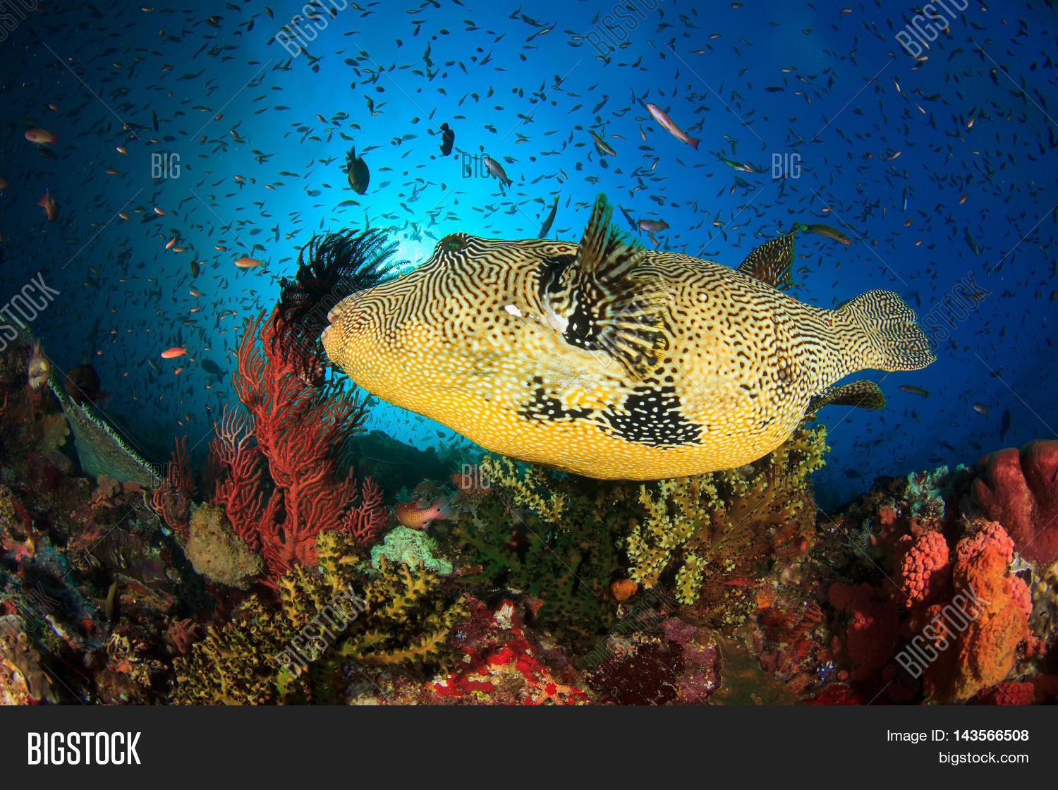 Puffer Fish On Coral Image & Photo (Free Trial) | Bigstock