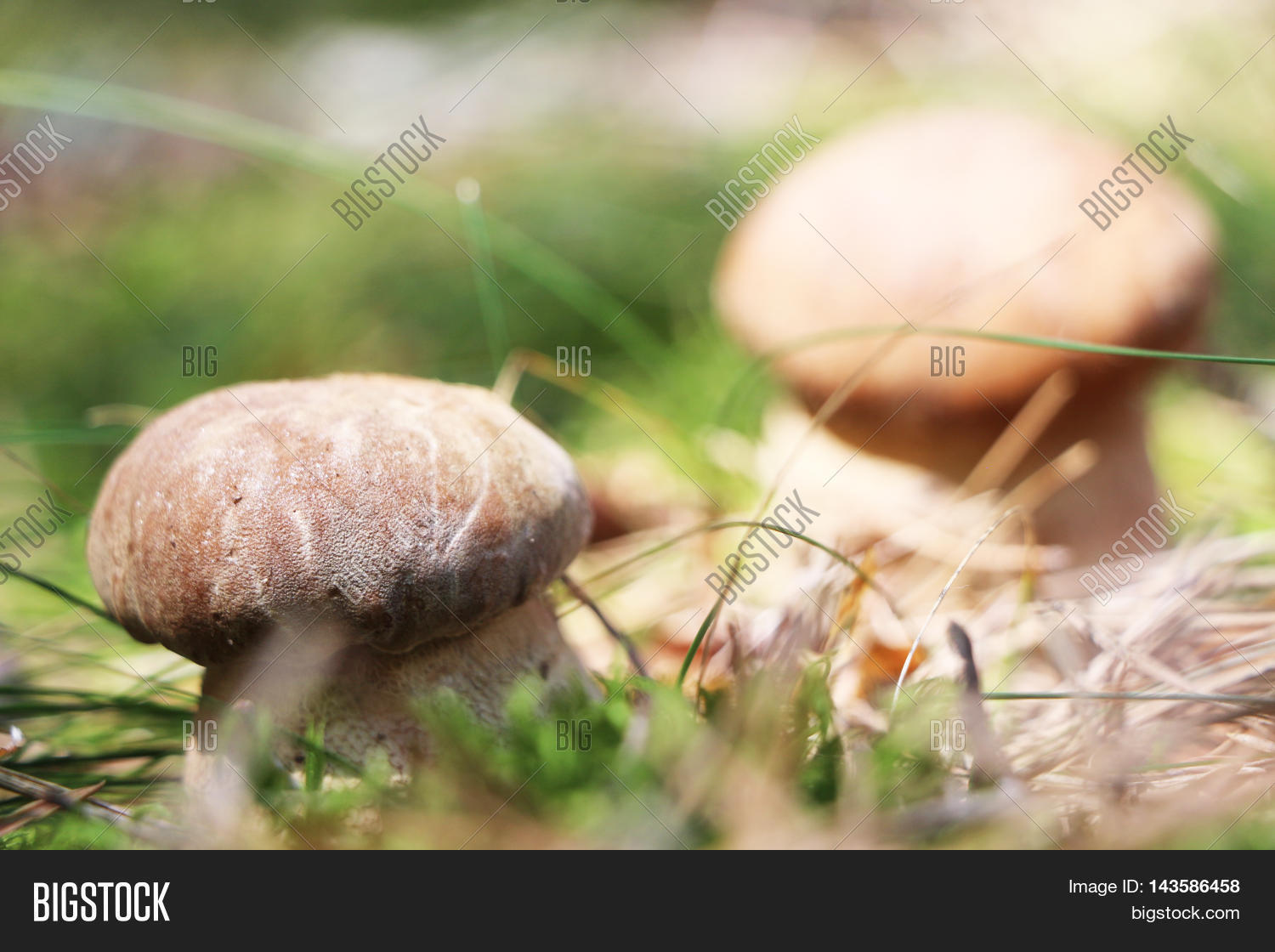 Pair Ceps Which Grows Image & Photo (Free Trial) | Bigstock