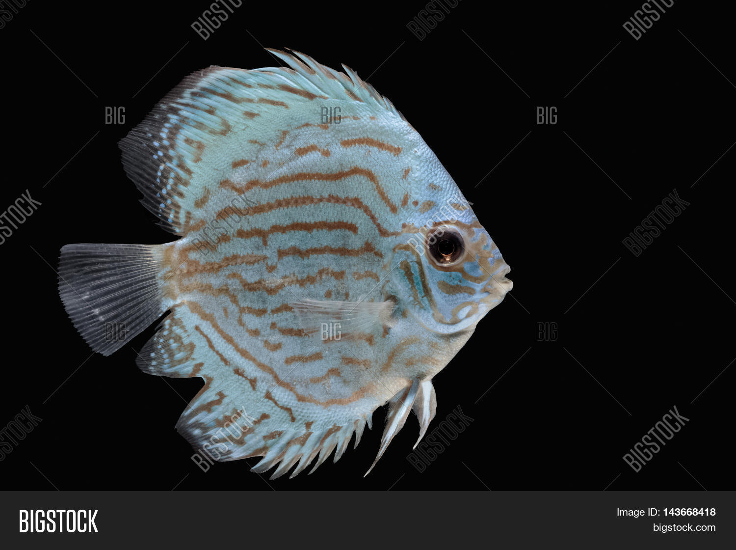 Pompadour (Discus) Image & Photo (Free Trial) | Bigstock