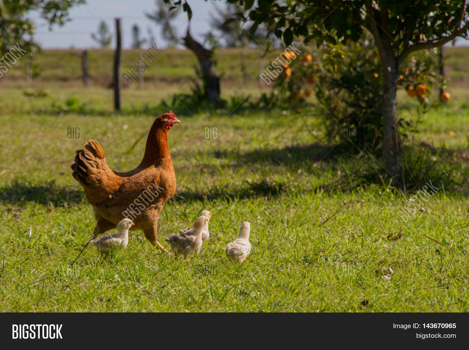 Chicken Babies Chicken Image & Photo (Free Trial) | Bigstock