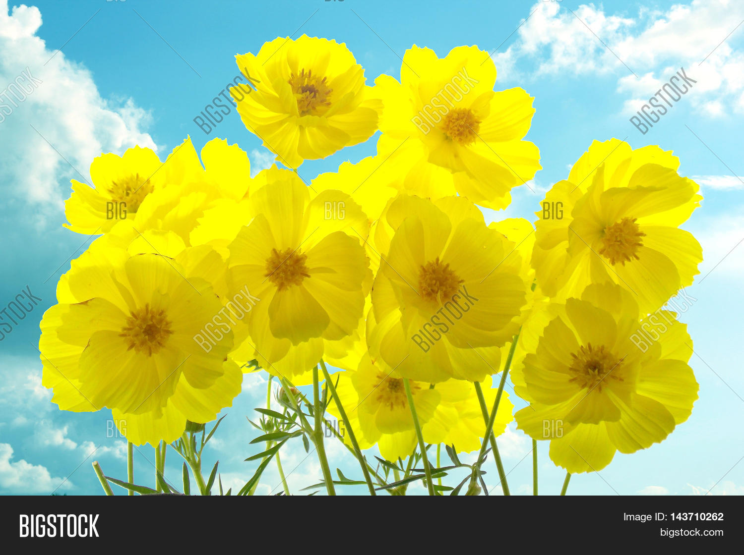 Beautiful Yellow Color Image & Photo (Free Trial) | Bigstock