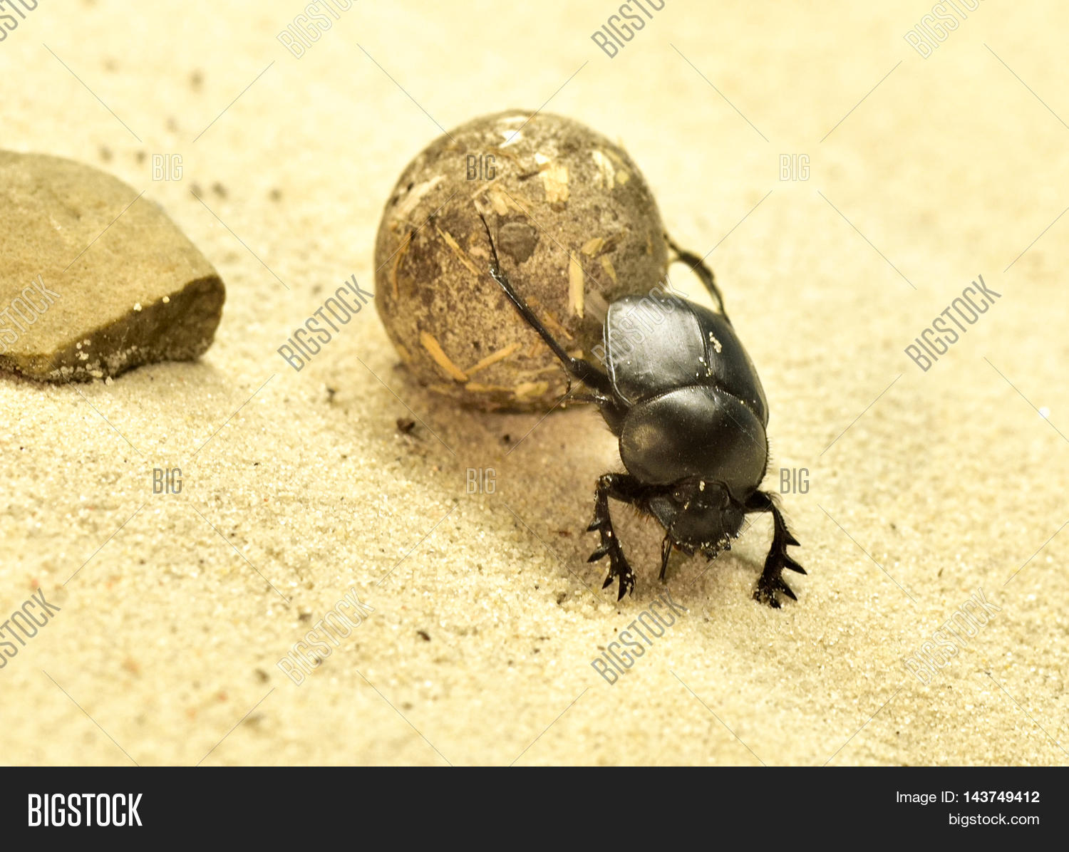 Scarab Beetle Desert, Image & Photo (Free Trial) | Bigstock