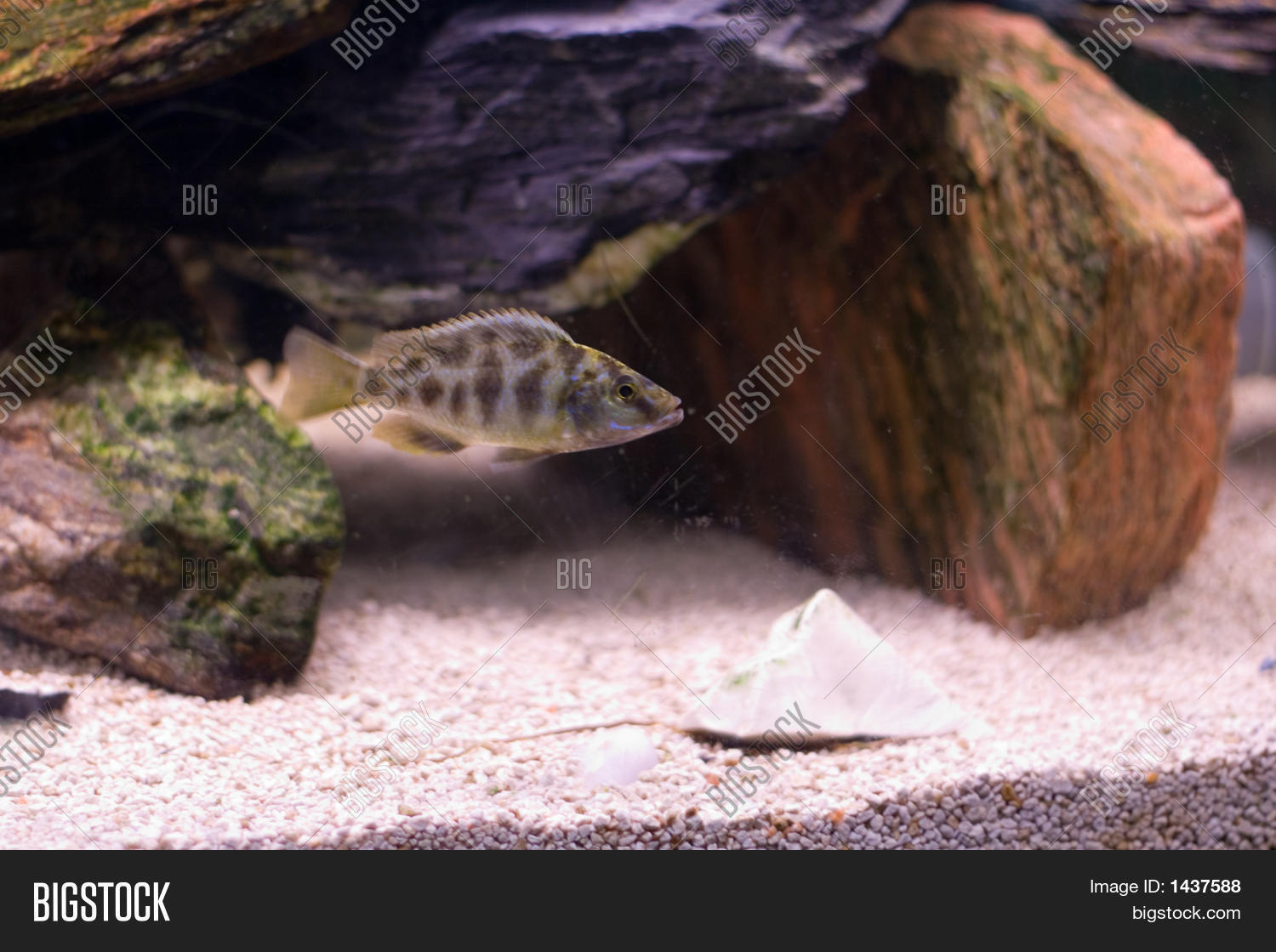 Juvenile Peacock Image & Photo (Free Trial) | Bigstock