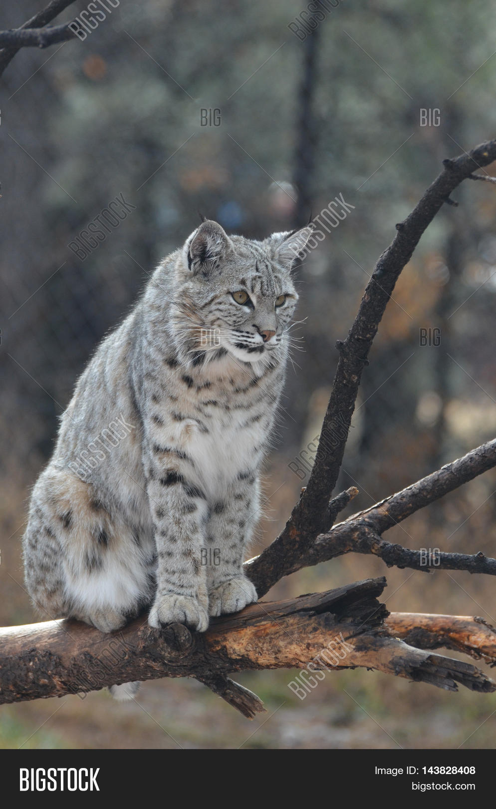 Canadian Lynx Sitting Image & Photo (Free Trial) | Bigstock