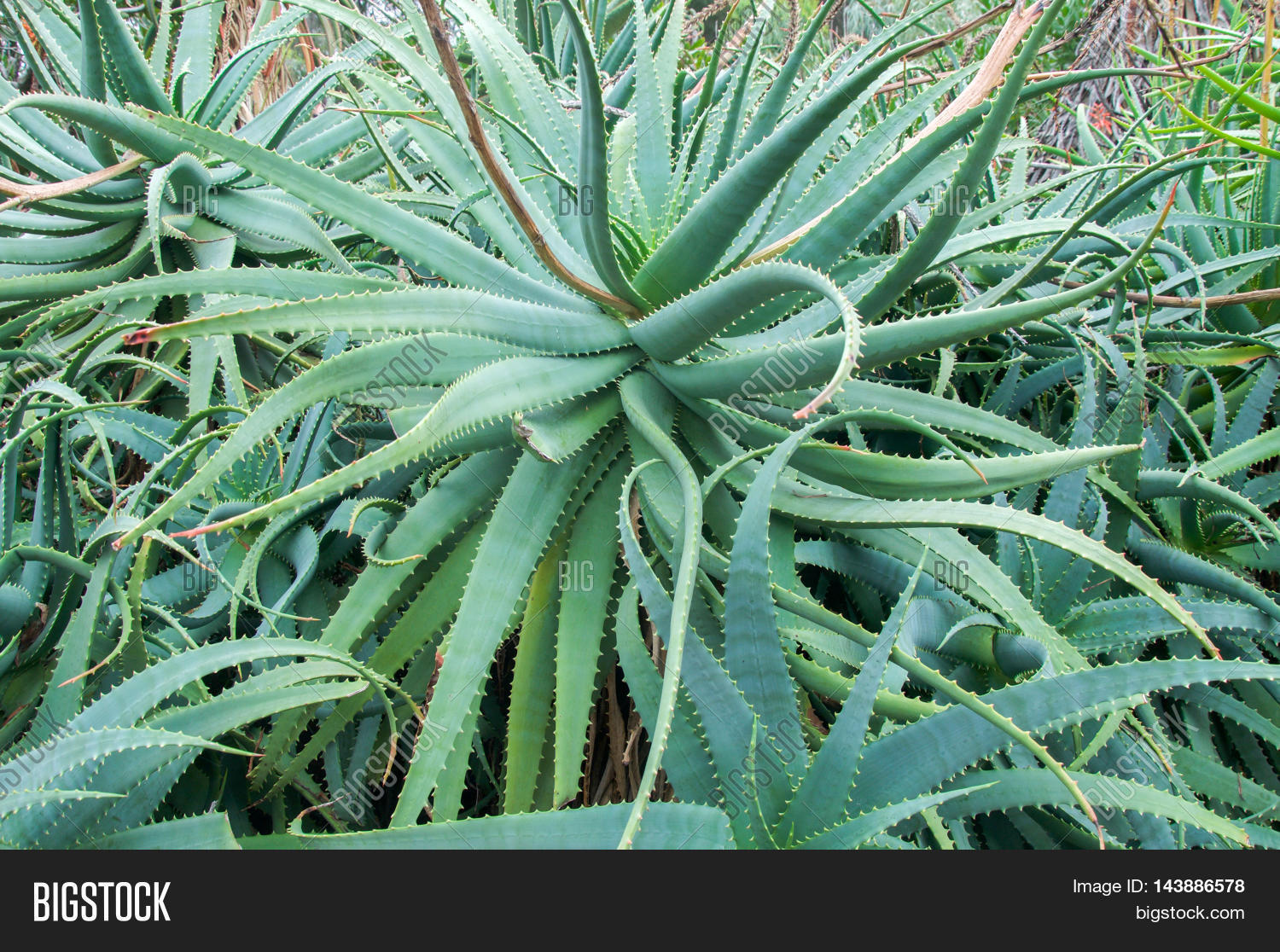 Aloe Vera Plant Thick Image And Photo Free Trial Bigstock