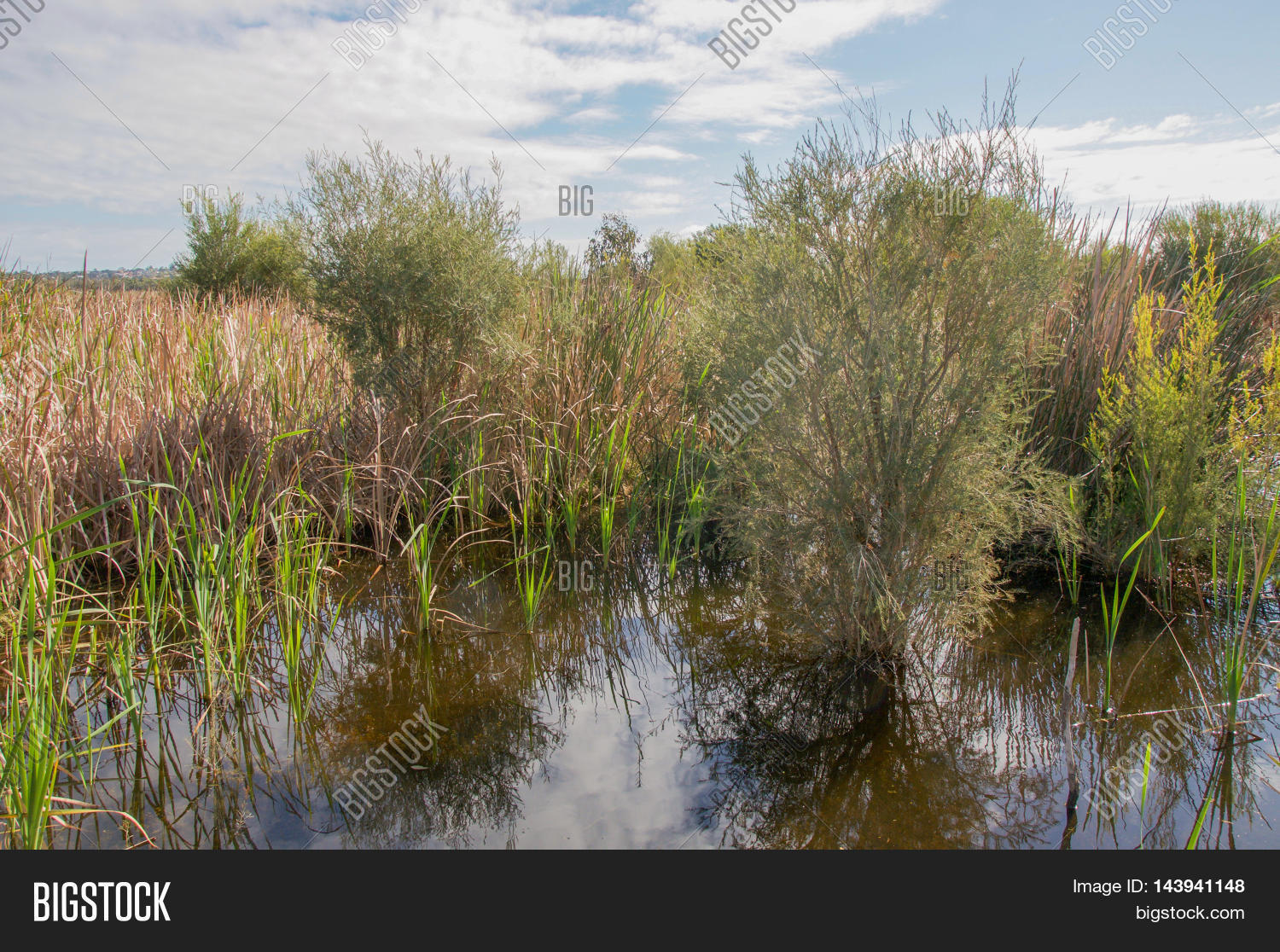 Marshland Plants, Reed Image & Photo (Free Trial) | Bigstock