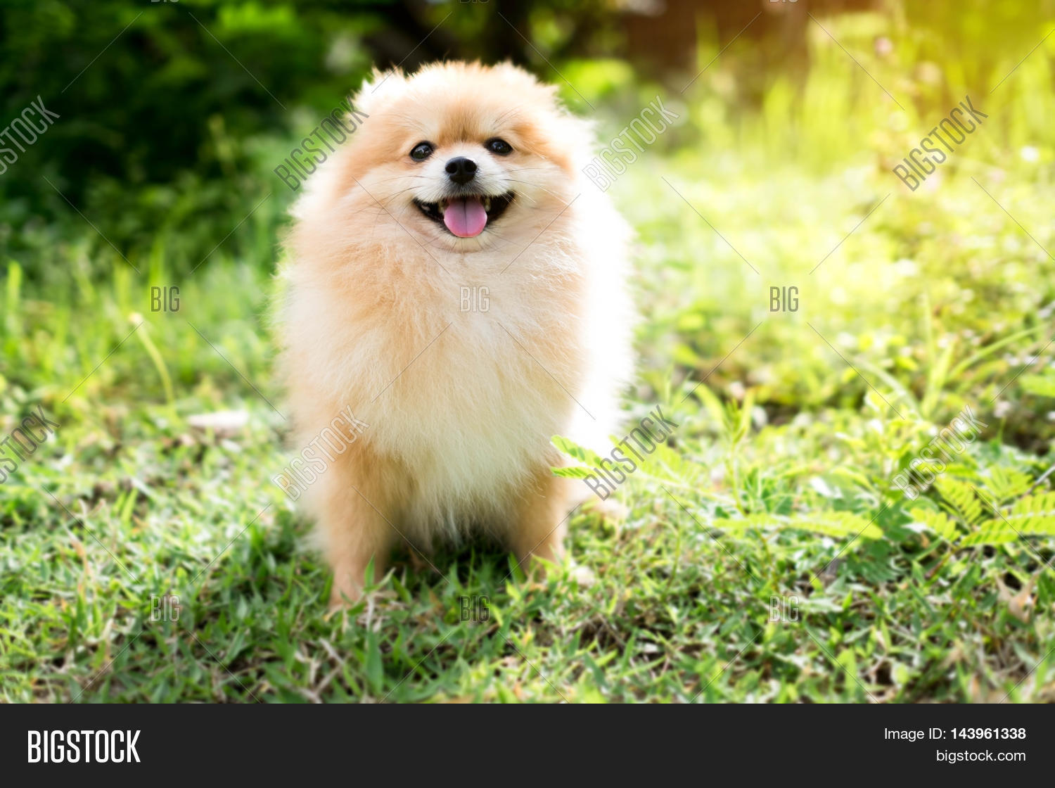 Cute Fluffy Pomeranian Image & Photo (Free Trial) | Bigstock