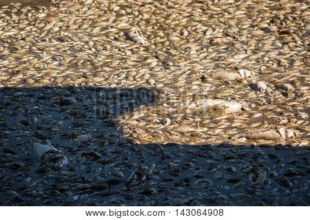 Dead Carp Fish After Image & Photo (Free Trial) | Bigstock