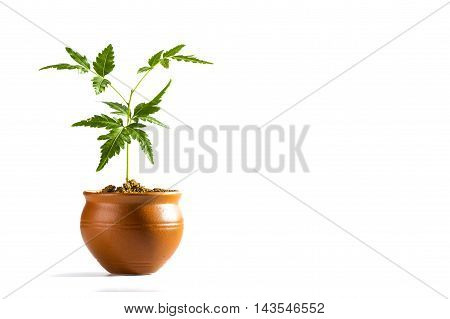 Young Neem Tree Clay Image & Photo (Free Trial) | Bigstock