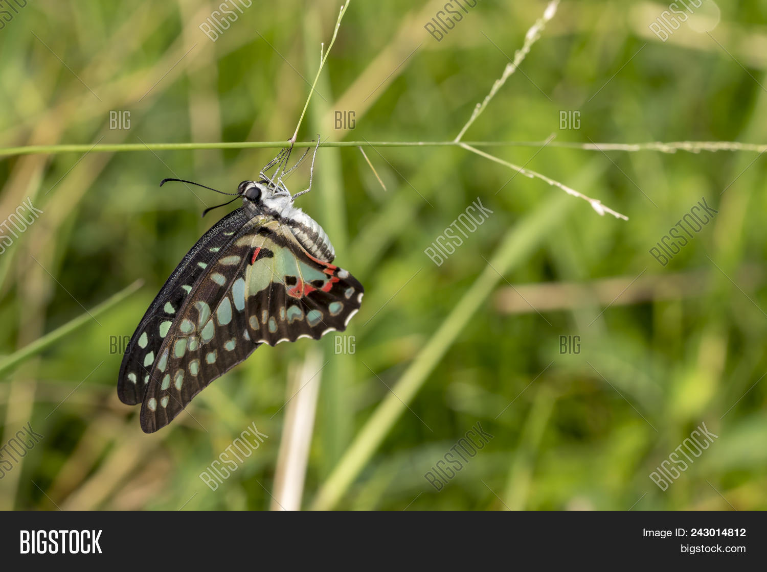 Common Jay Butterfly ( Image & Photo (Free Trial) | Bigstock