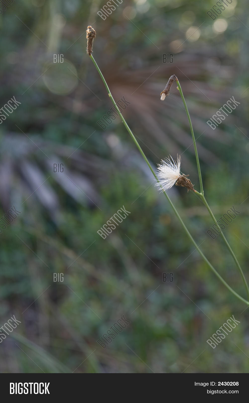 Skeleton Plant Seed Image & Photo (Free Trial) | Bigstock