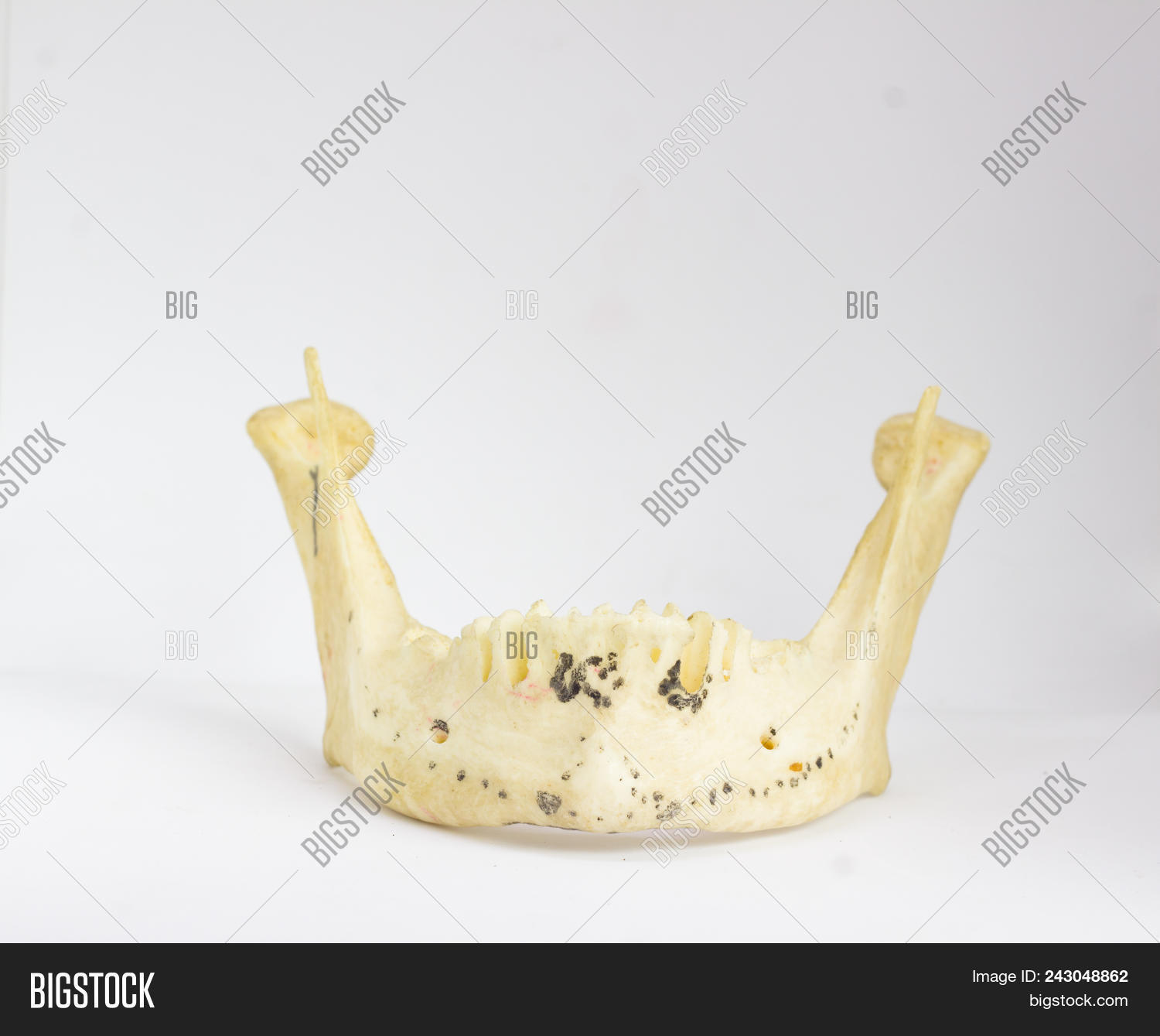 Frontal View Isolated Image & Photo (Free Trial) | Bigstock