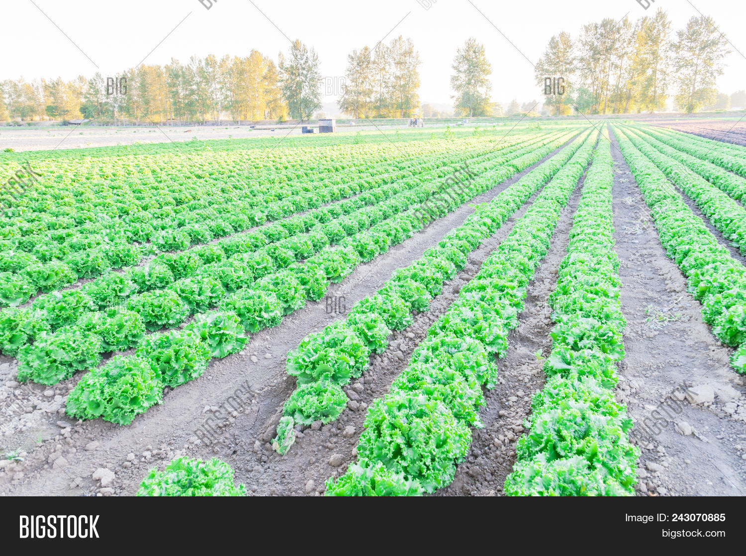 Lettuce Farm Ready Image & Photo (Free Trial) | Bigstock