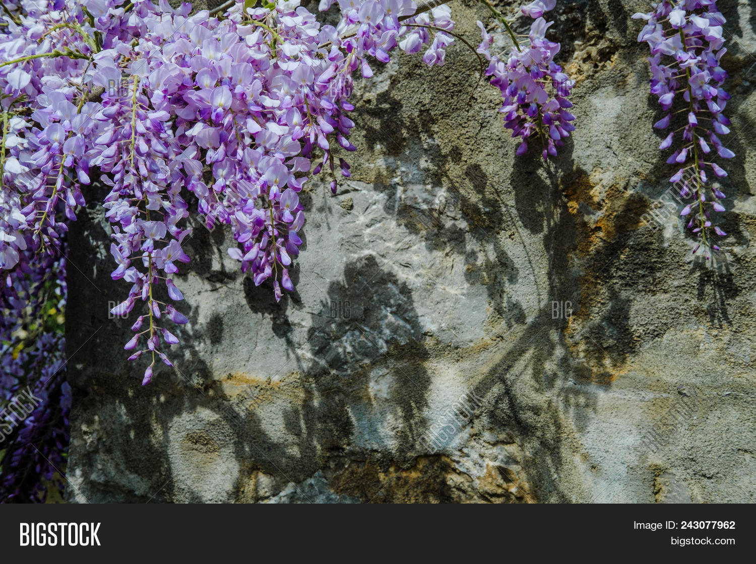 Beautiful Wisteria Image & Photo (Free Trial) | Bigstock
