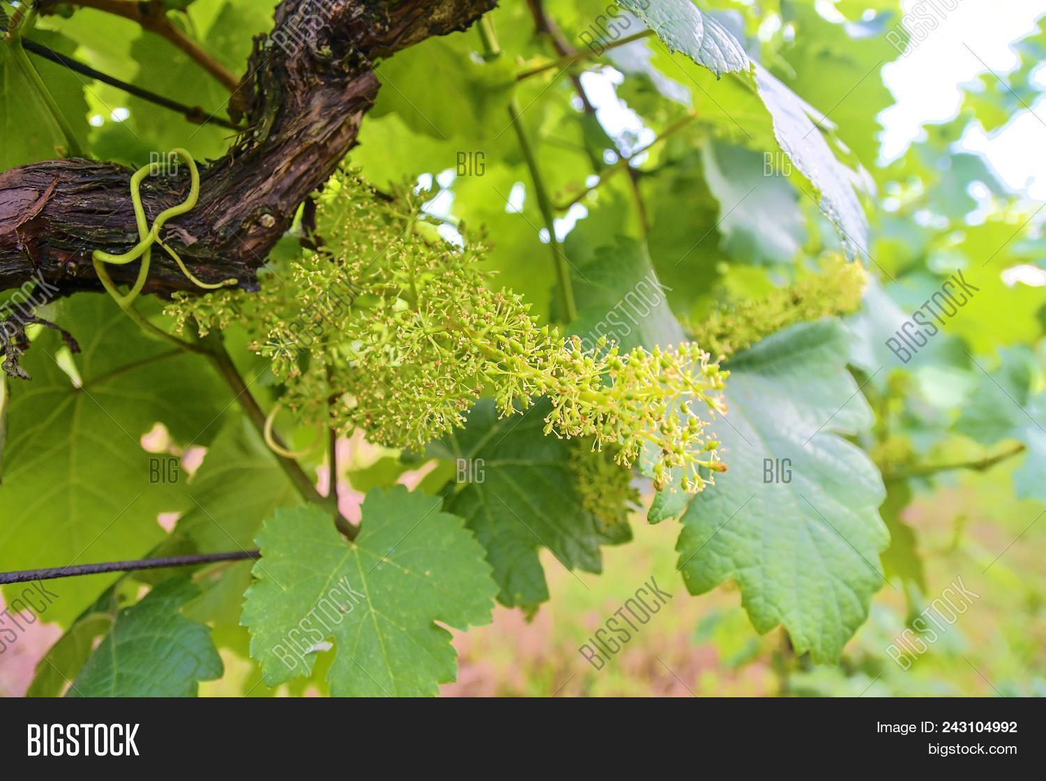 Young Grapevine Image & Photo (Free Trial) | Bigstock