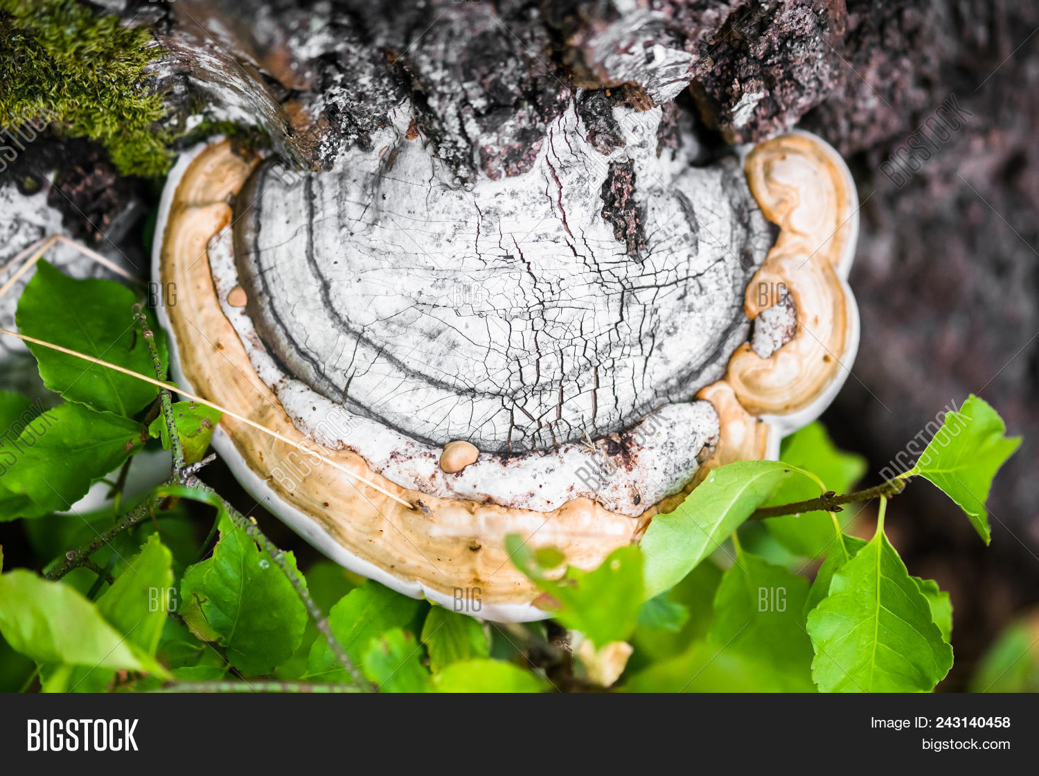 Old Stump, Infected By Image & Photo (Free Trial) | Bigstock