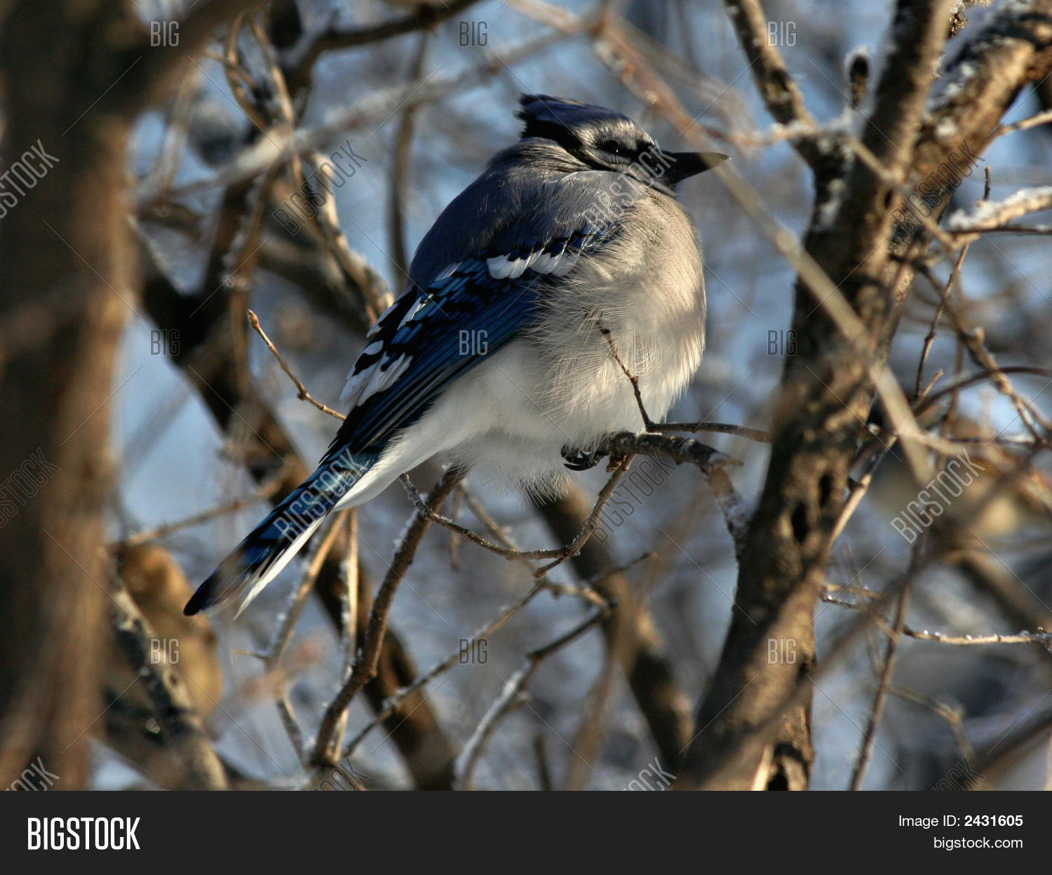 Puffed Image & Photo (Free Trial) | Bigstock