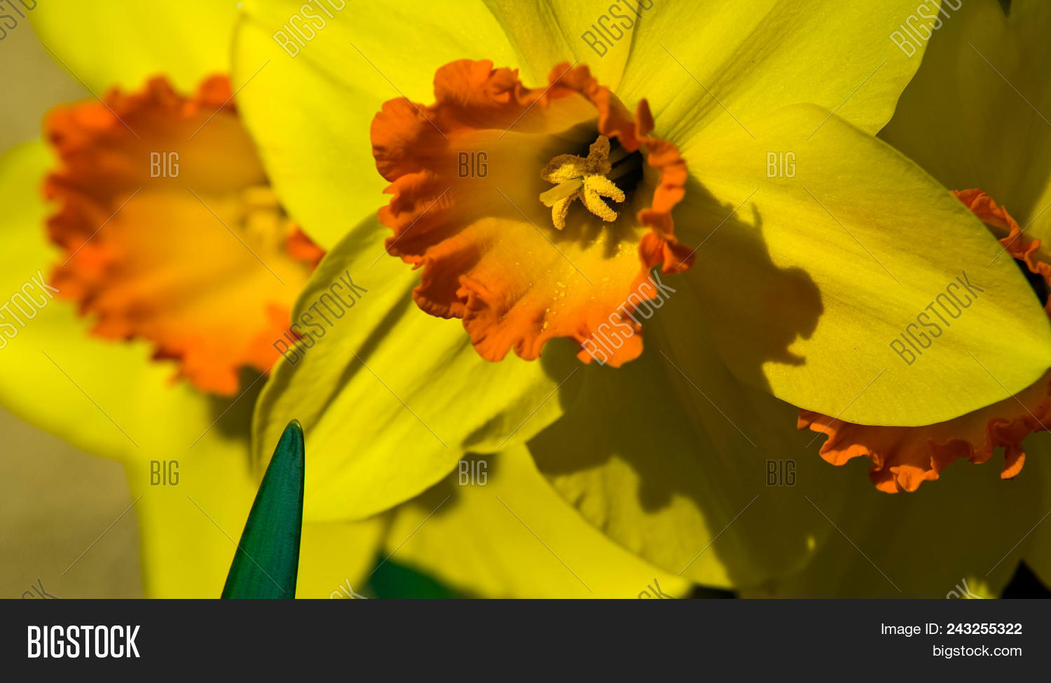 Daffy: Daffodil Image & Photo (Free Trial) | Bigstock