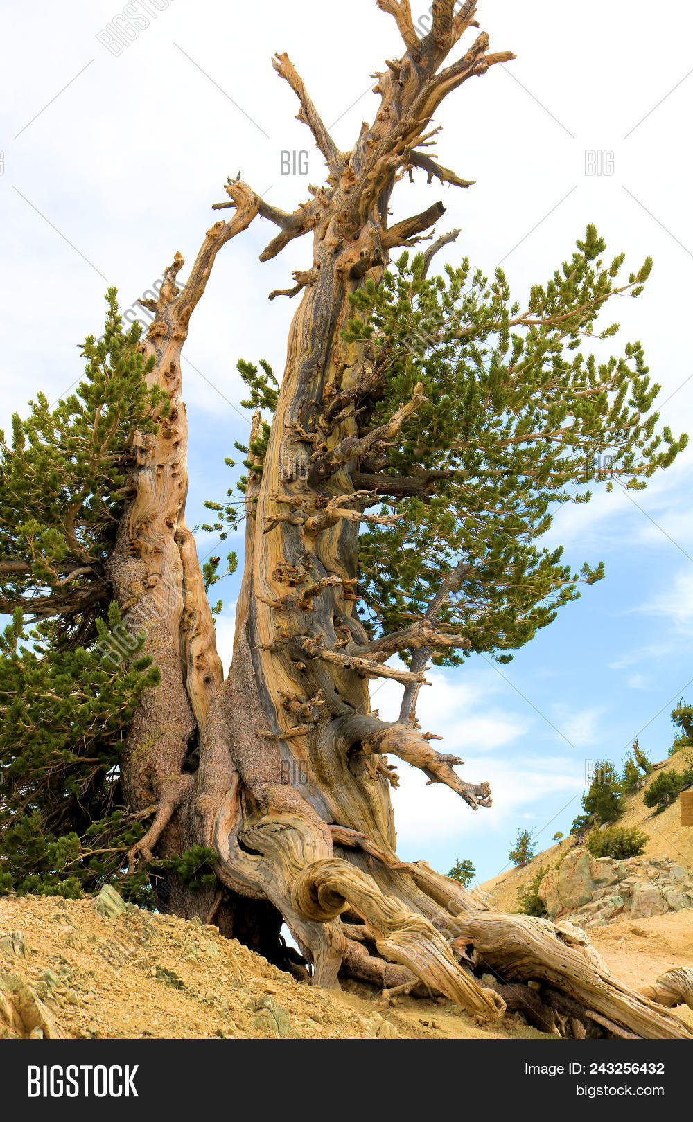 Lodgepole Pine Tree Image & Photo (Free Trial) | Bigstock