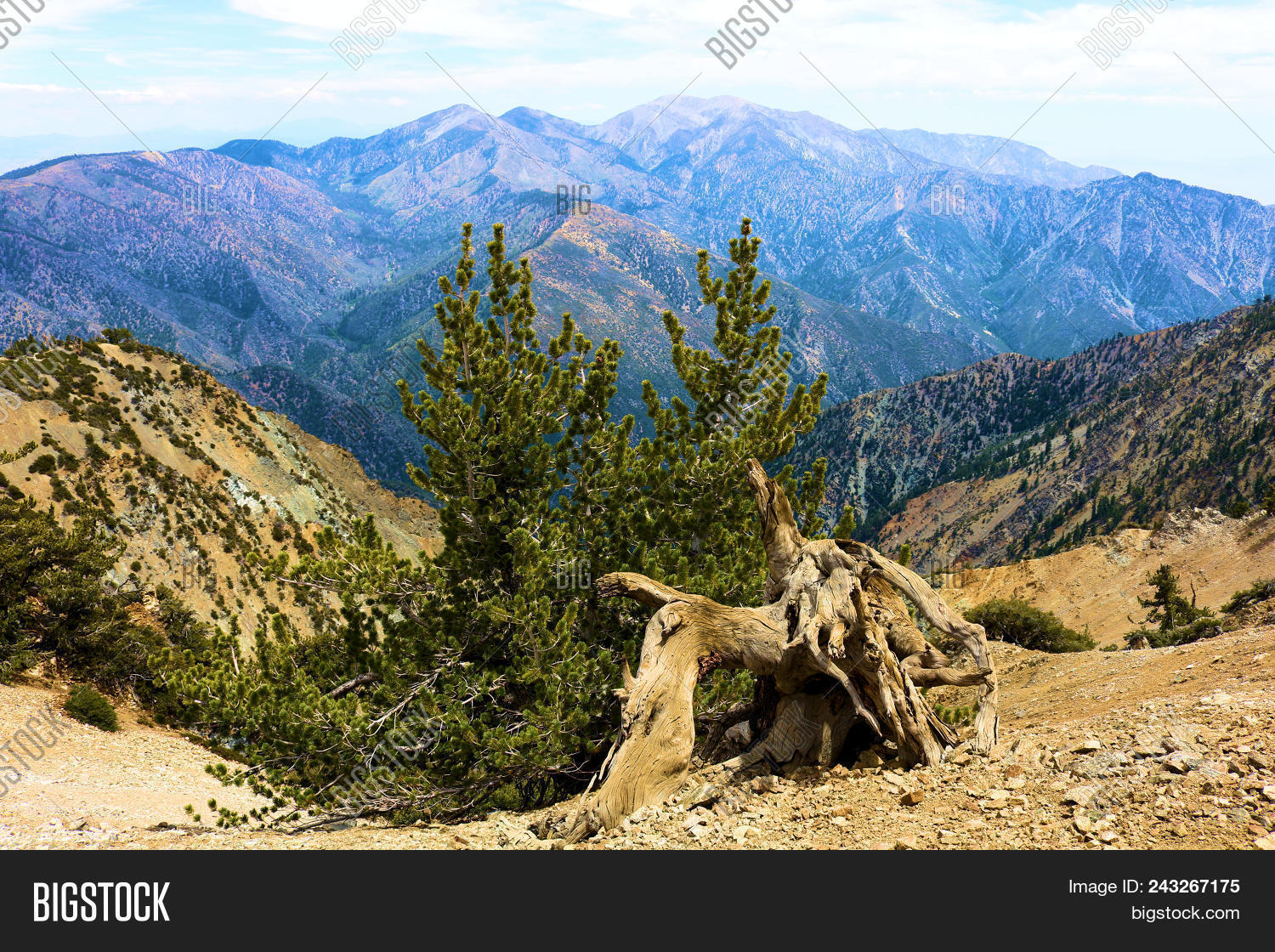 Lodgepole Pine Trees Image & Photo (Free Trial) | Bigstock