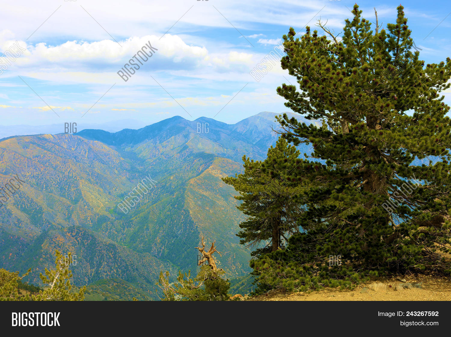 Lodgepole Pine Trees Image & Photo (Free Trial) | Bigstock